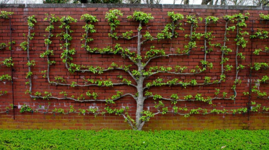 Mastering the Technique of Espalier Fruit Trees